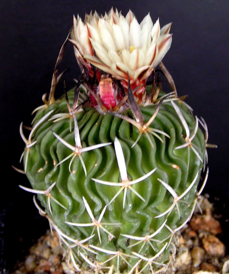 Echinofossulocactus phyllacanthus :: Kaktusy-fabian