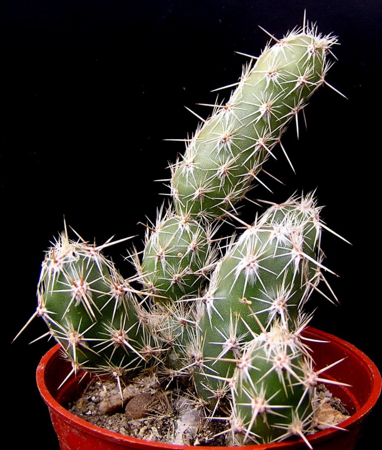 Corynopuntia bulbispina :: Kaktusy-fabian
