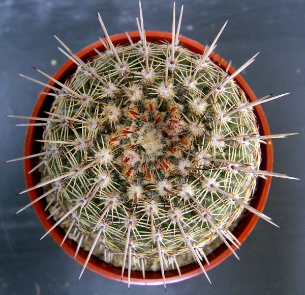 Notocactus rutilans :: Kaktusy-fabian