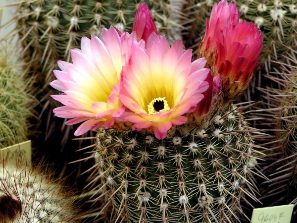 Notocactus rutilans :: Kaktusy-fabian