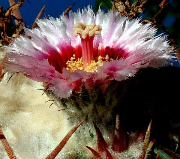Homalocephala texensis :: Kaktusy-fabian