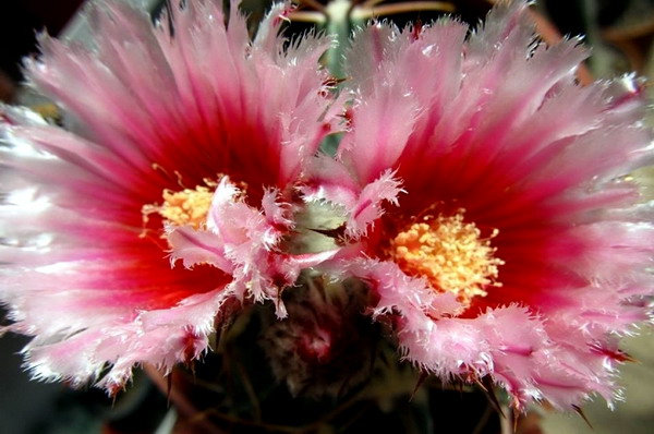 Homalocephala texensis :: Kaktusy-fabian