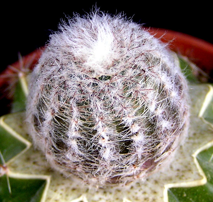 Lobivia albolanata forma A :: Kaktusy-fabian