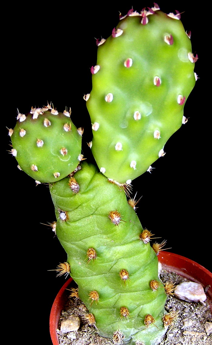 Opuntia rutila :: Kaktusy-fabian