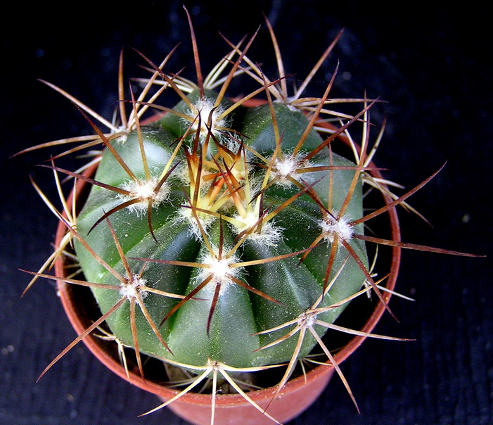 Melocactus communis :: Kaktusy-fabian