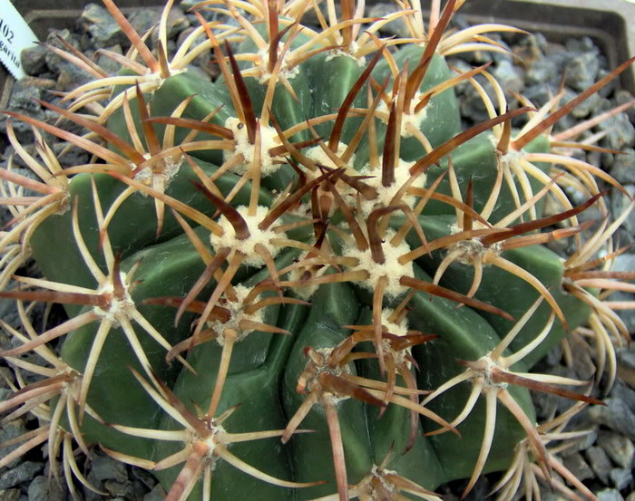 Melocactus communis :: Kaktusy-fabian