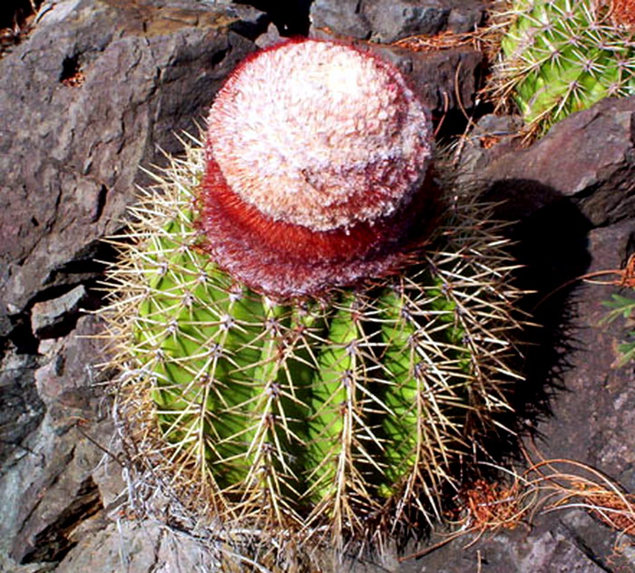 Melocactus communis :: Kaktusy-fabian