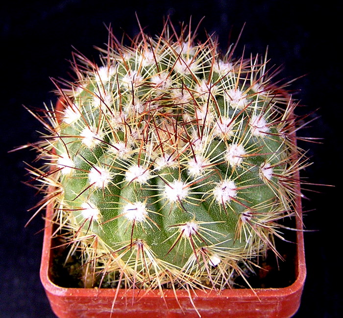 Notocactus tabularis :: Kaktusy-fabian