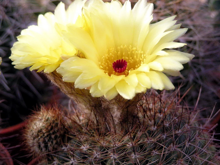 Notocactus tabularis :: Kaktusy-fabian