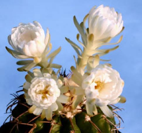 Discocactus alteolens :: Kaktusy-fabian