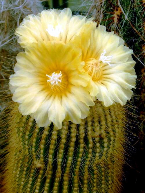 Eriocactus leninghausii :: Kaktusy-fabian