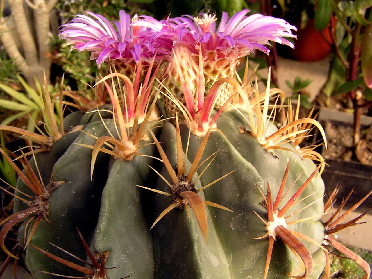 Ferocactus latispinus :: Kaktusy-fabian