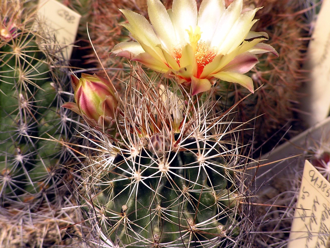 Hamatocactus setispinus :: Kaktusy-fabian