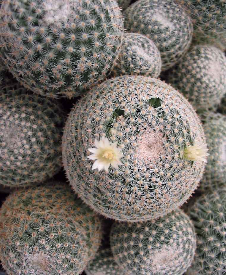 Mammillaria microthele :: Kaktusy-fabian
