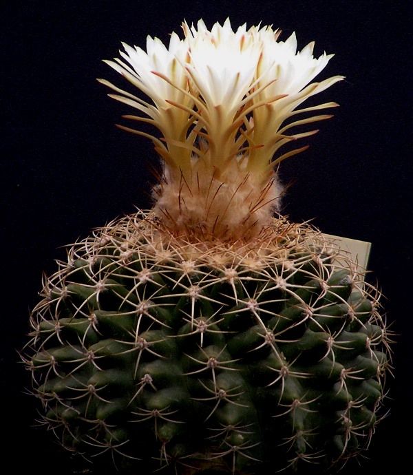 Discocactus albispinus :: Kaktusy-fabian
