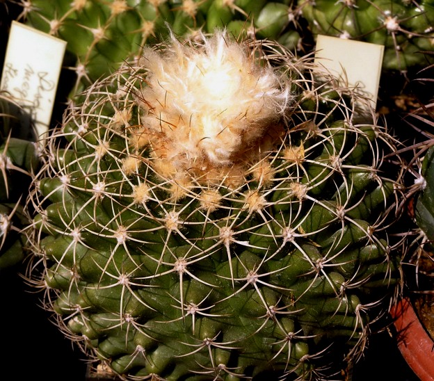 Discocactus albispinus :: Kaktusy-fabian