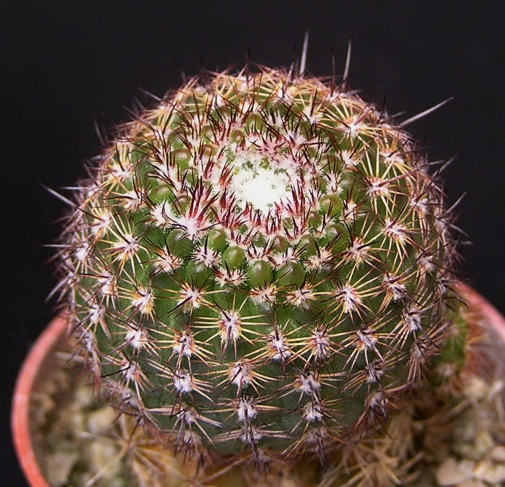 Notocactus rutilans f. štorianus :: Kaktusy-fabian