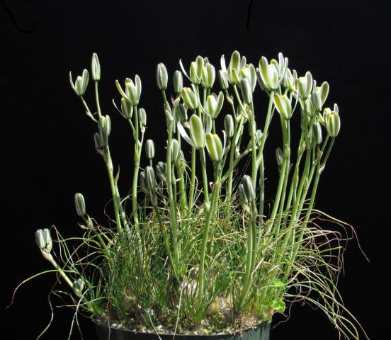 Albuca sp. Augrabies Hills :: Kaktusy-fabian