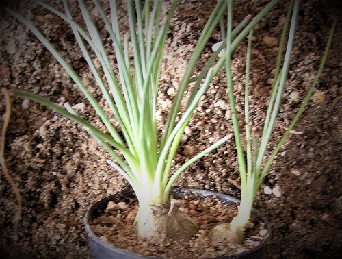 Albuca sp. Augrabies Hills :: Kaktusy-fabian