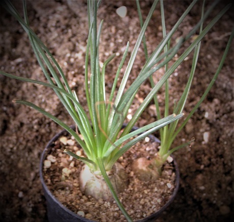 Albuca sp. Augrabies Hills :: Kaktusy-fabian