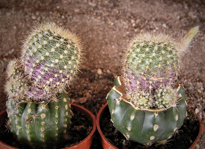 Notocactus rechensis :: Kaktusy-fabian