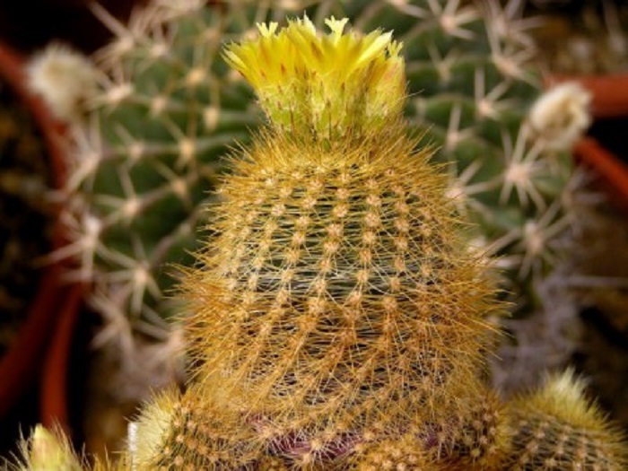 Notocactus rechensis :: Kaktusy-fabian