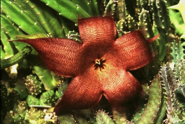 Stapelia gigantea :: Kaktusy-fabian