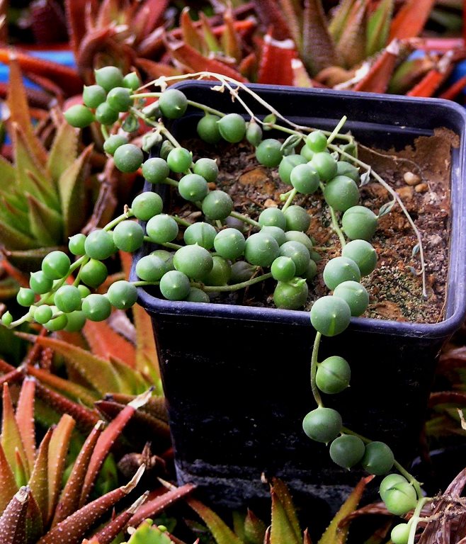 Senecio rowleyanus :: Kaktusy-fabian