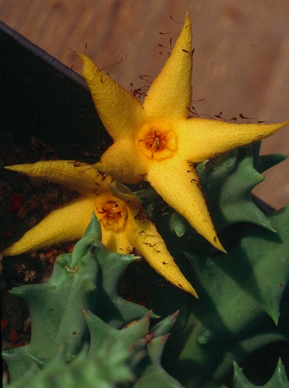 Orbea lutea :: Kaktusy-fabian