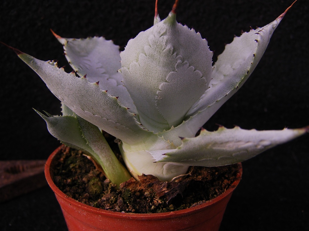 Agave pygmaea (Agave seemanniana v. pygmaea) :: Kaktusy-fabian