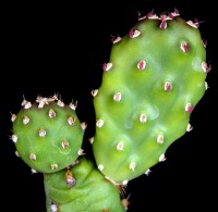 Opuntia rutila :: Kaktusy-fabian