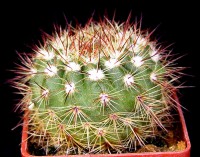 Notocactus tabularis :: Kaktusy-fabian