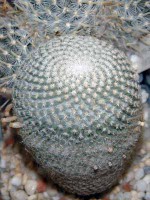 Mammillaria microthele :: Kaktusy-fabian